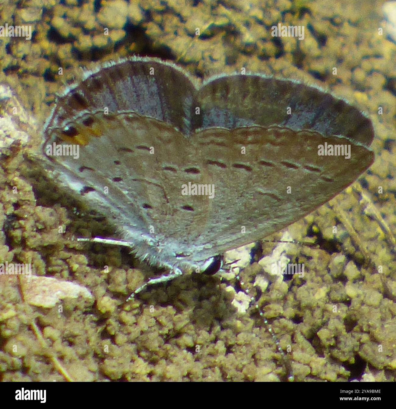 Eastern Tailed-Blue (Cupido comyntas) Insecta Stock Photo - Alamy