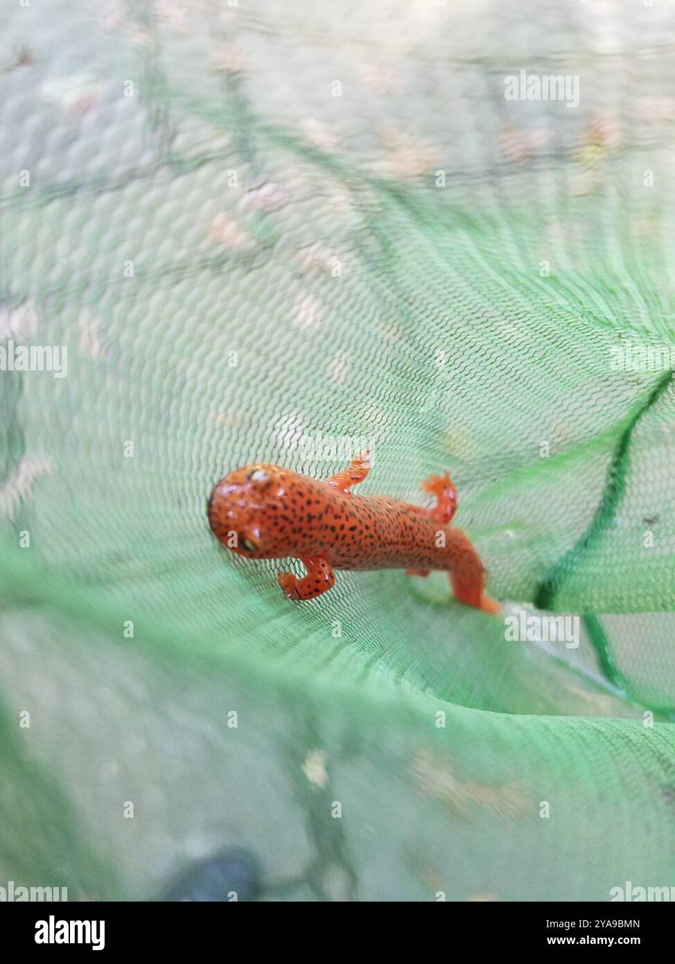 Red Salamander (Pseudotriton ruber) Amphibia Stock Photo - Alamy