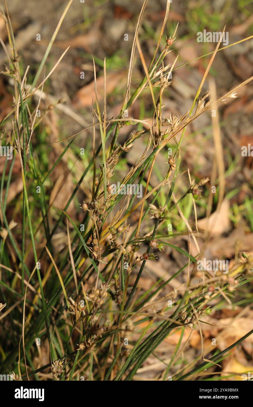 Slender Path Rush (Juncus tenuis) Plantae Stock Photo - Alamy