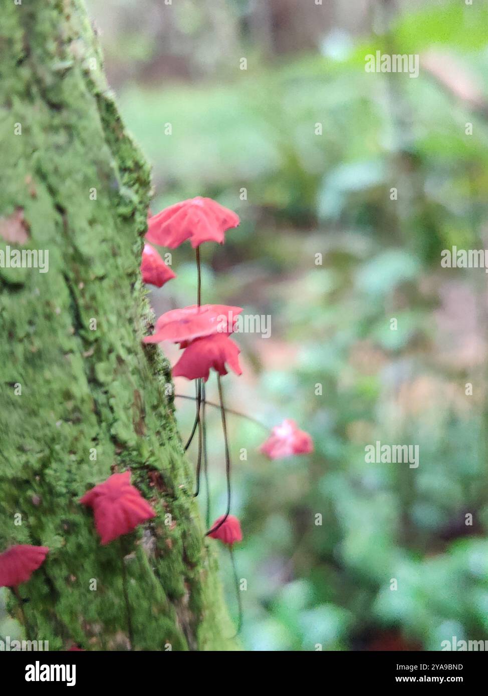 purple pinwheel (Marasmius haematocephalus) Fungi Stock Photo - Alamy
