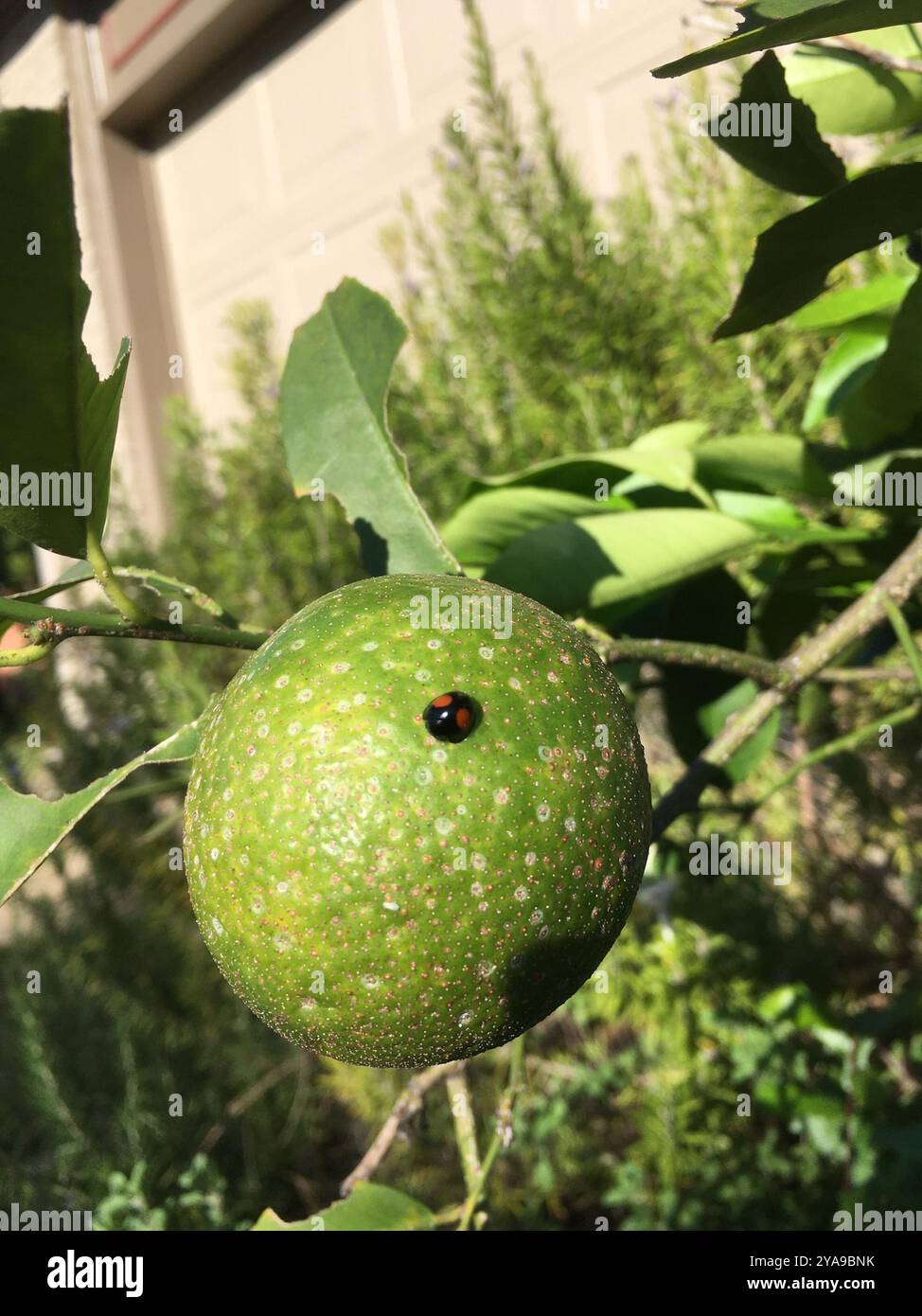 Cactus Lady Beetle (Chilocorus cacti) Insecta Stock Photo - Alamy
