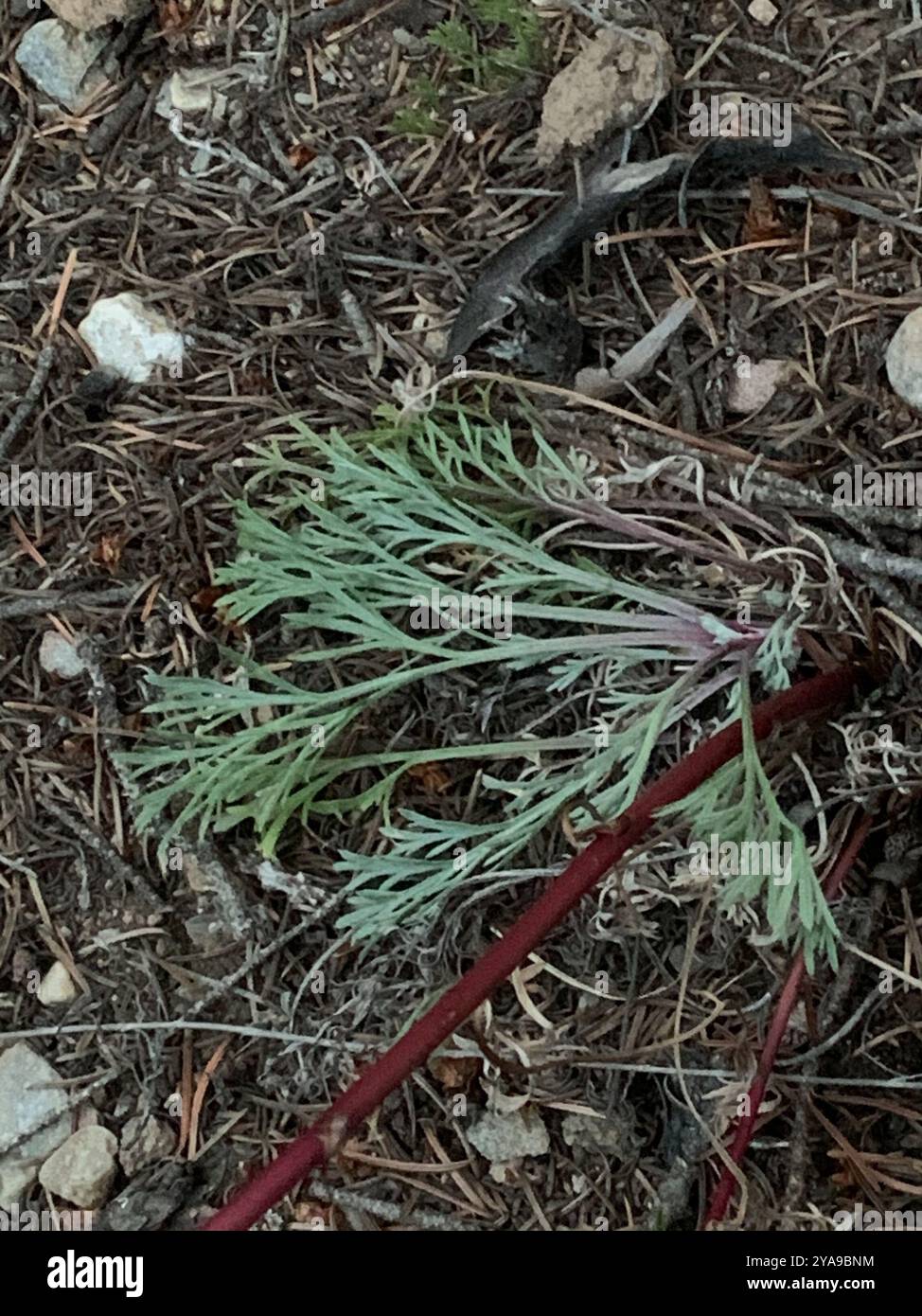 Field Sagewort (Artemisia campestris) Plantae Stock Photo - Alamy