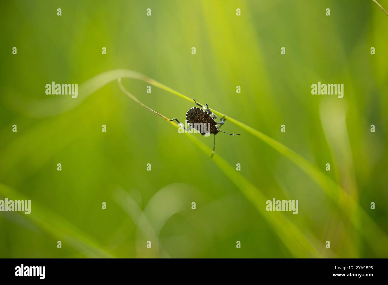 Stink bug crawling on grass hi-res stock photography and images - Alamy