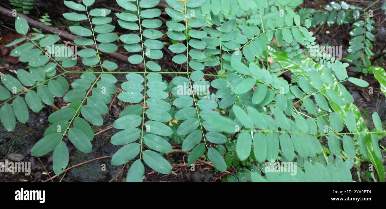 Saga Tree (Adenanthera pavonina) Plantae Stock Photo - Alamy