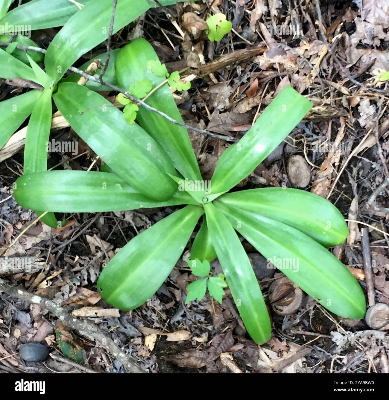 Manfreda virginica hi-res stock photography and images - Alamy