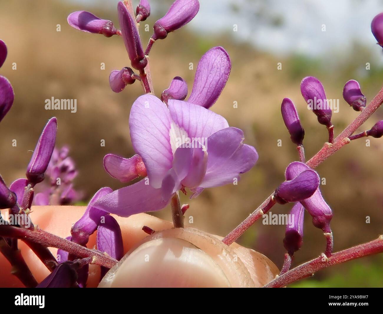 (Pterodon emarginatus) Plantae Stock Photo - Alamy