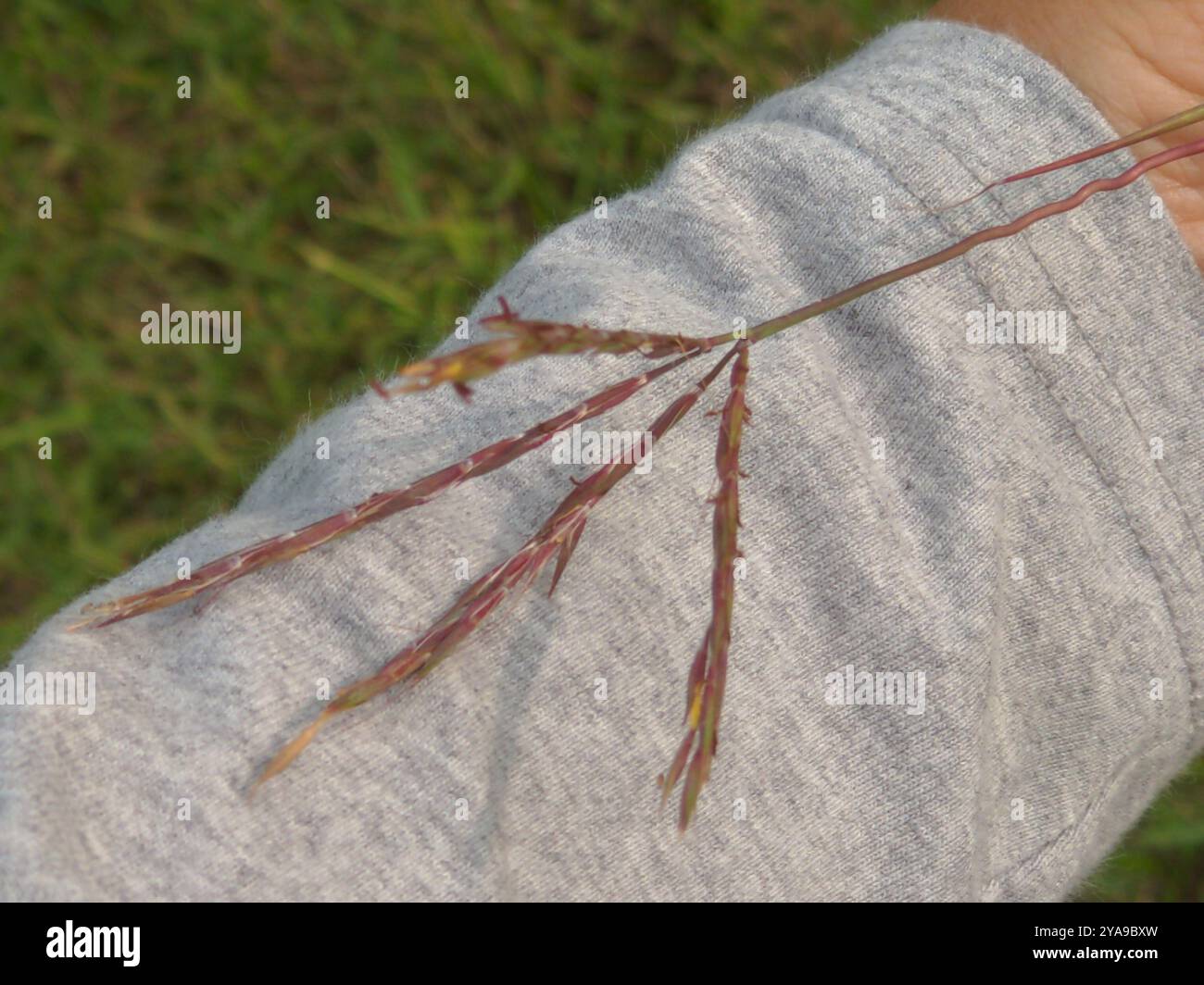Bluestems (Bothriochloa) Plantae Stock Photo - Alamy