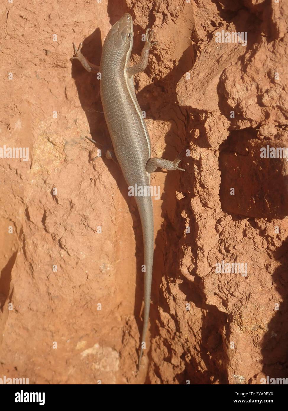 Variable Skink (Trachylepis varia) Reptilia Stock Photo - Alamy