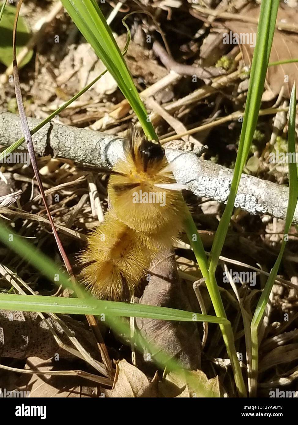 Banded Tussock Moth (Halysidota tessellaris) Insecta Stock Photo - Alamy
