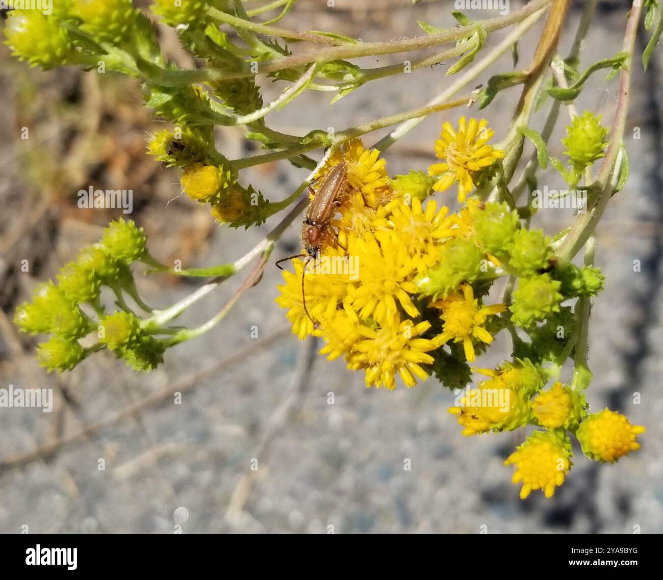 Coastal Goldenbush (Isocoma menziesii) Plantae Stock Photo - Alamy