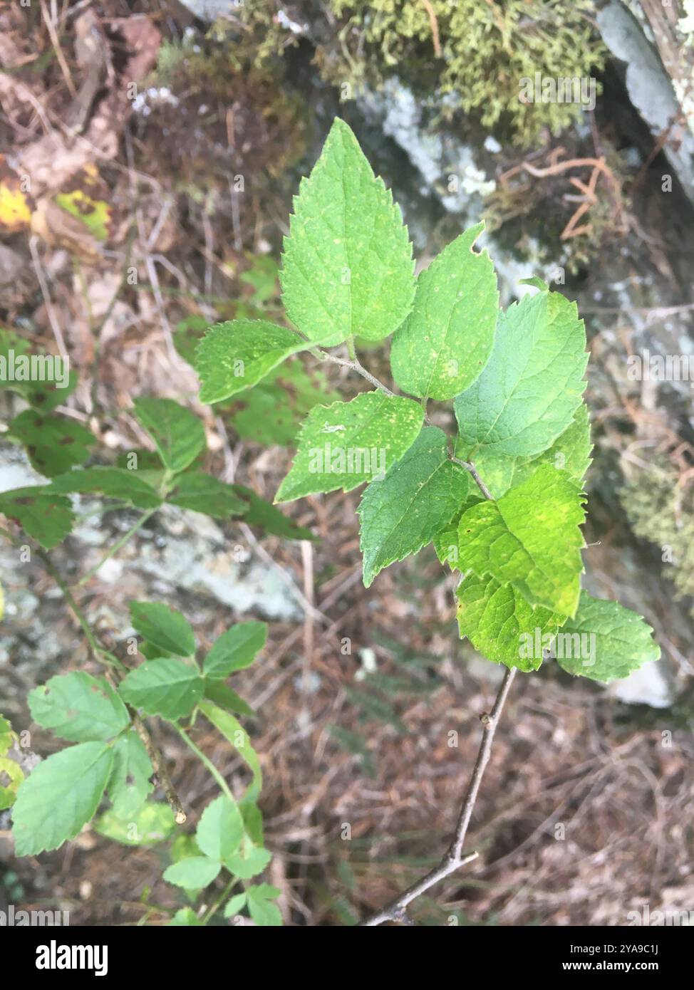 Dwarf hackberry hi-res stock photography and images - Alamy