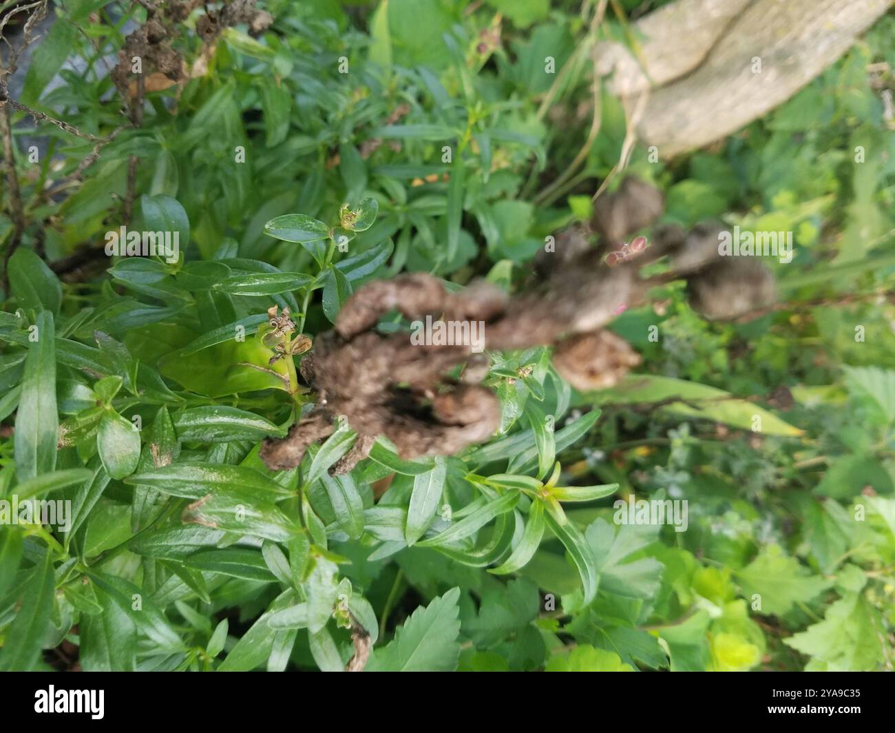 Snapdragon (Antirrhinum majus) Plantae Stock Photo - Alamy