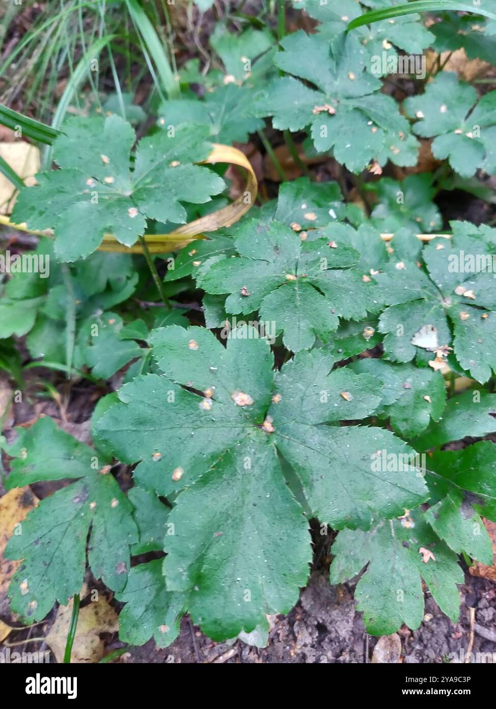 wood sanicle (Sanicula europaea) Plantae Stock Photo - Alamy