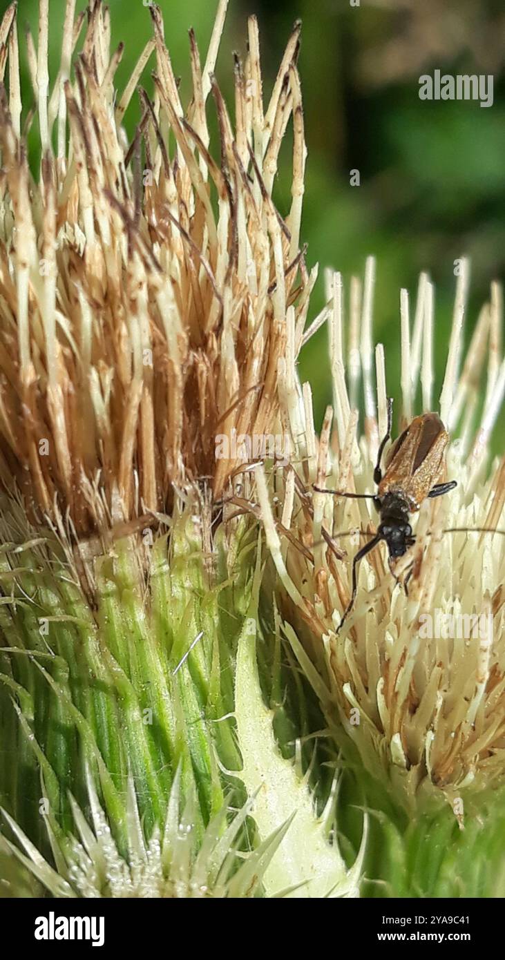 (Oedemera femorata) Insecta Stock Photo - Alamy