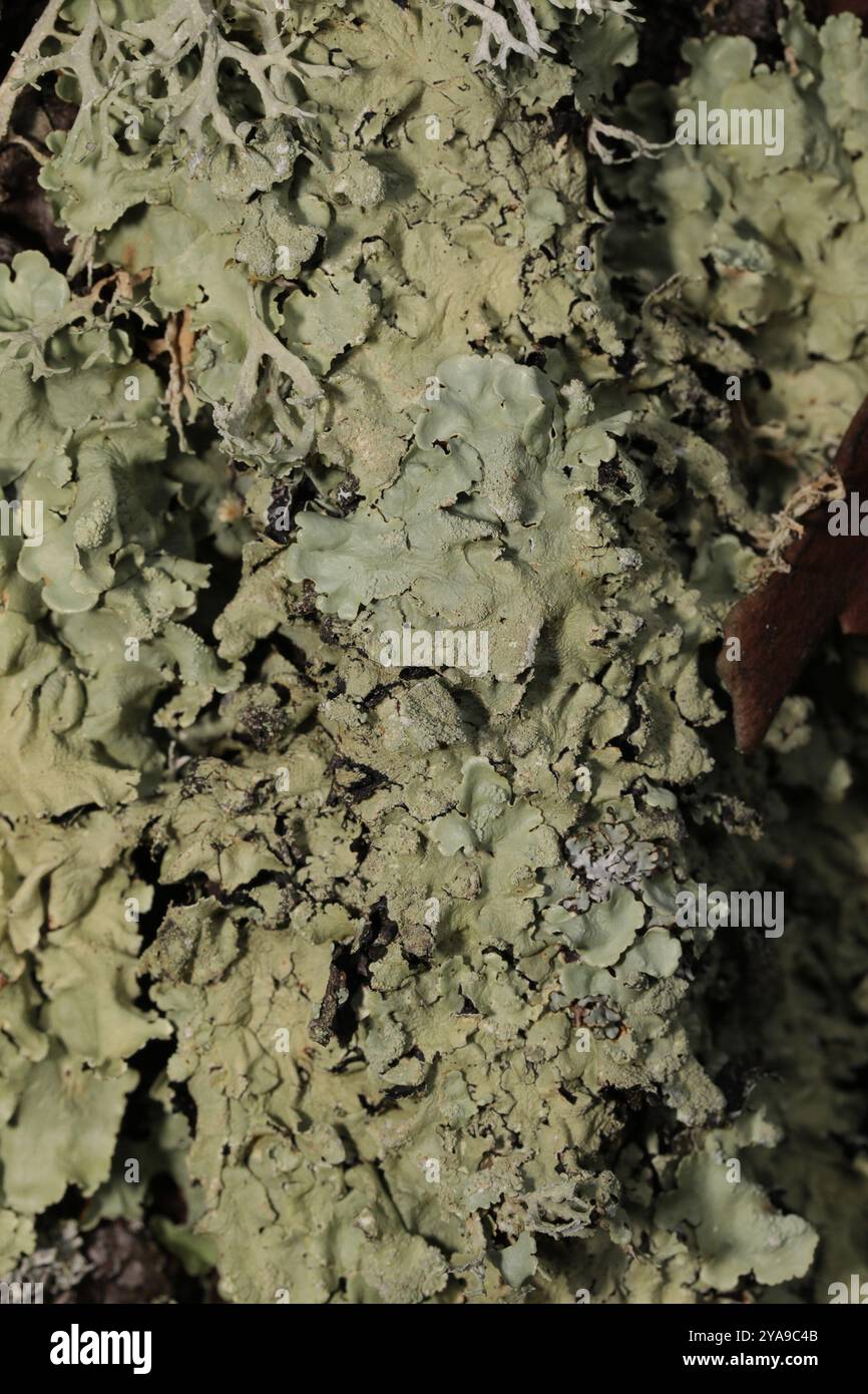 common greenshield lichen (Flavoparmelia caperata) Fungi Stock Photo ...