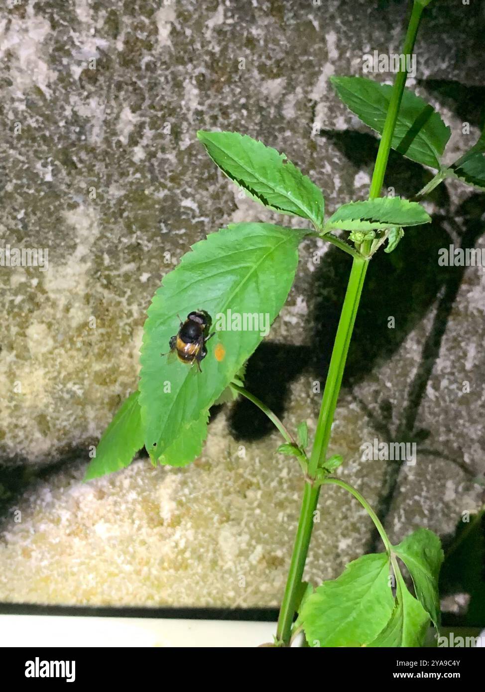 Phytomia zonata hi-res stock photography and images - Alamy