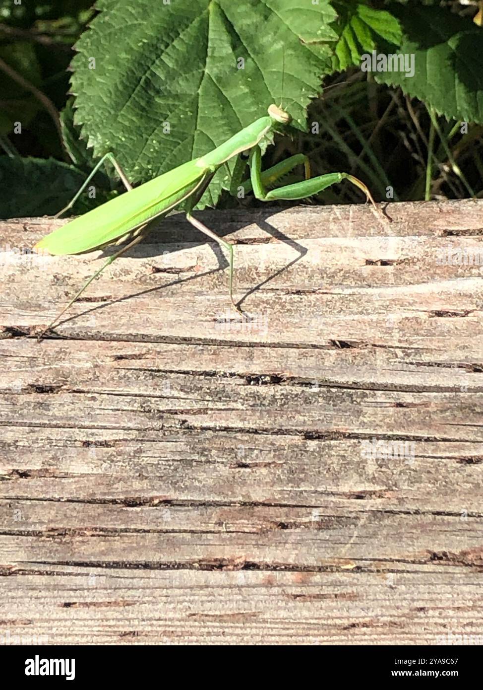 European Mantis (Mantis religiosa) Insecta Stock Photo - Alamy