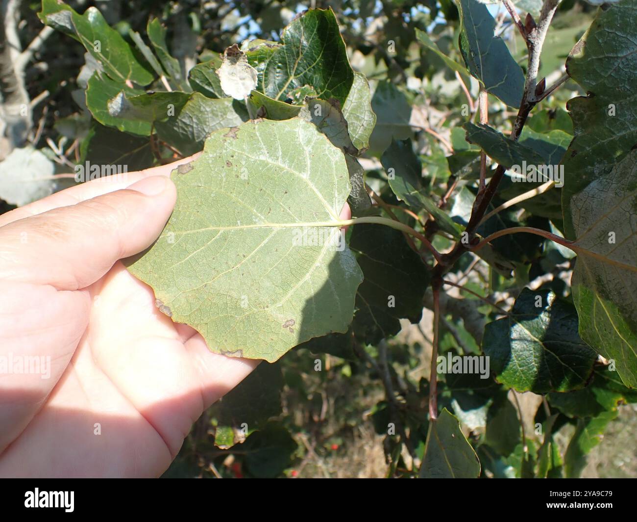 Grey Poplar (Populus × canescens) Plantae Stock Photo - Alamy