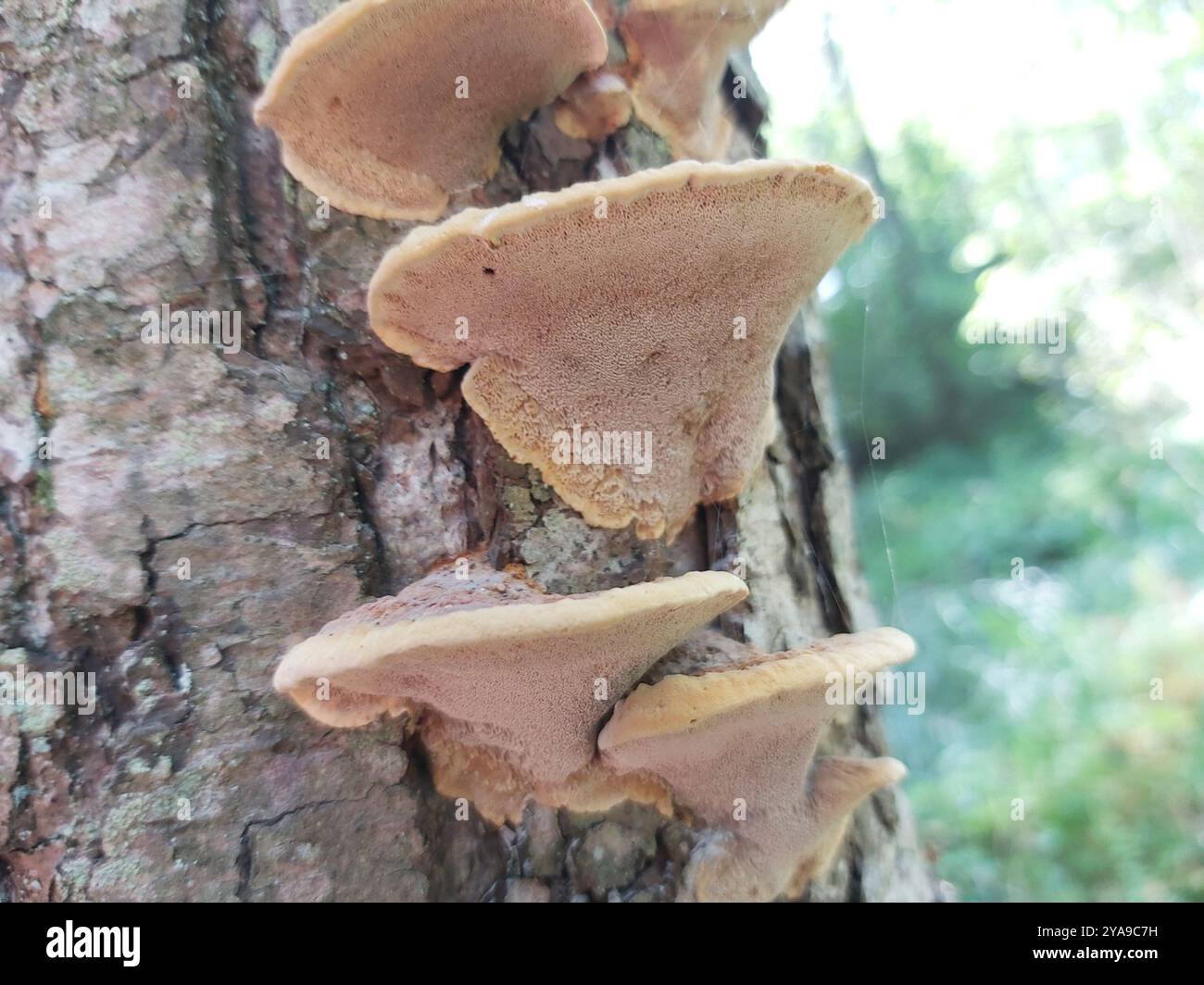Alder Bracket (Mensularia radiata) Fungi Stock Photo - Alamy