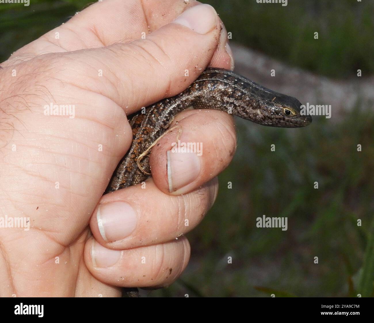 Cape Skink (Trachylepis capensis) Reptilia Stock Photo - Alamy