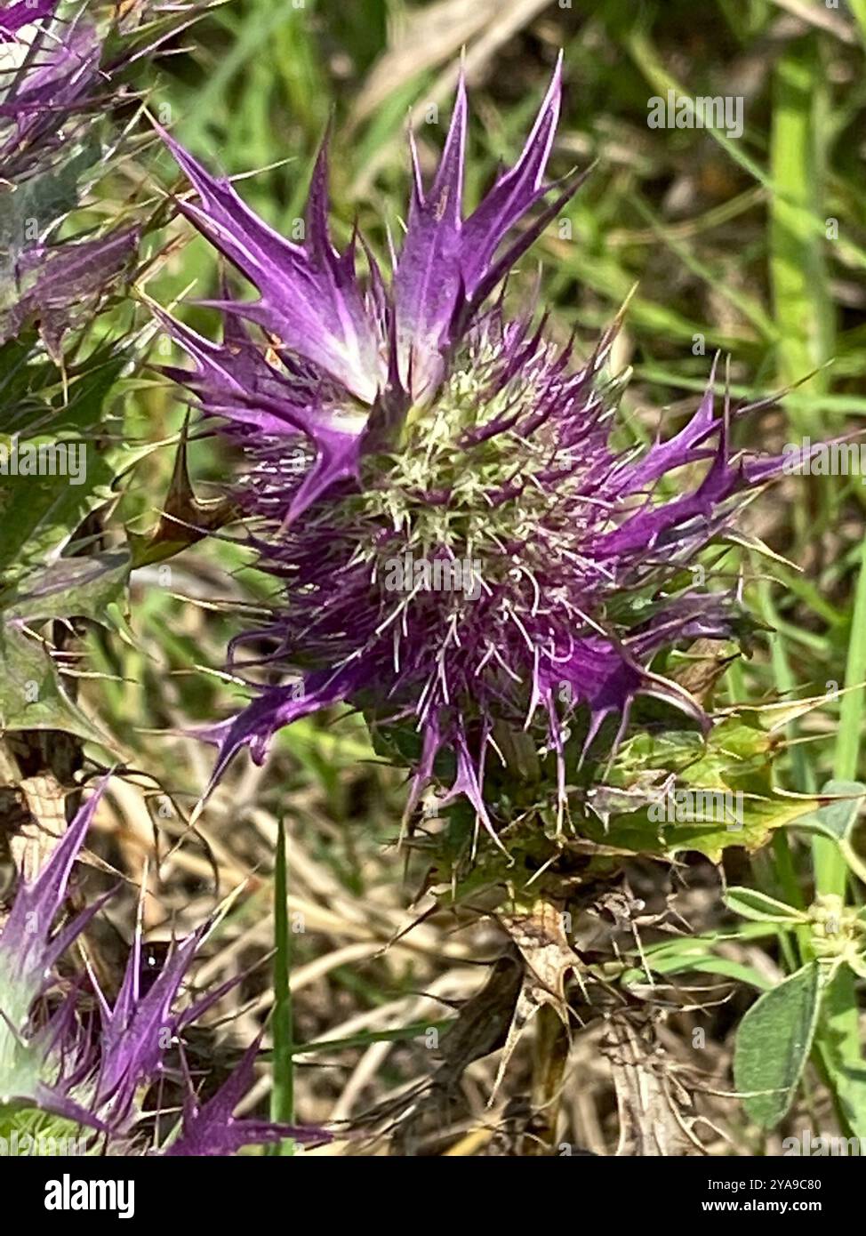 Leavenworth's eryngo (Eryngium leavenworthii) Plantae Stock Photo - Alamy