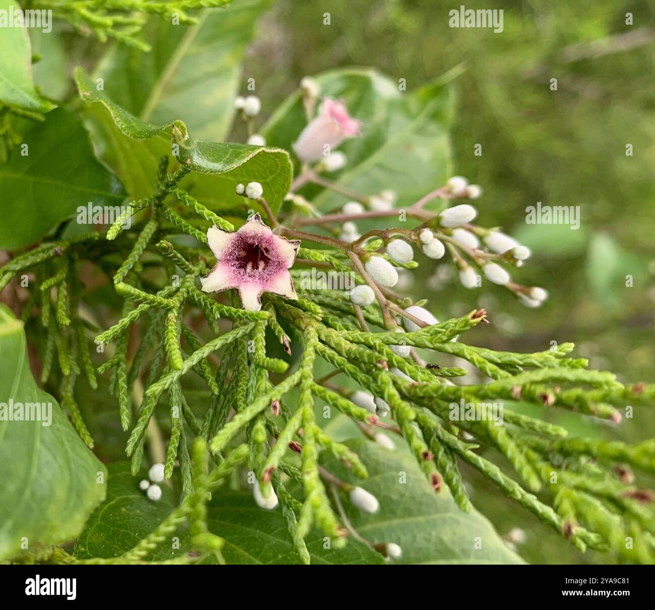 skunk vine (Paederia foetida) Plantae Stock Photo - Alamy