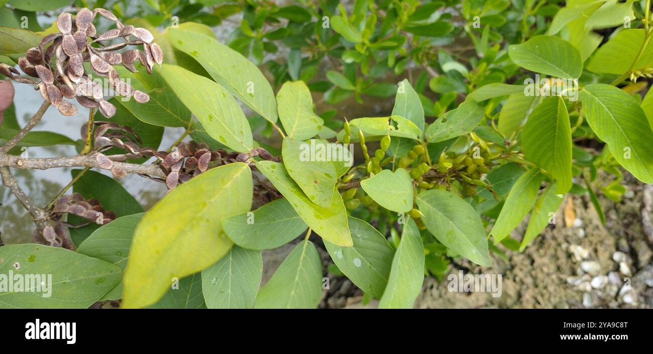 Horse Bush (Dendrolobium umbellatum) Plantae Stock Photo - Alamy
