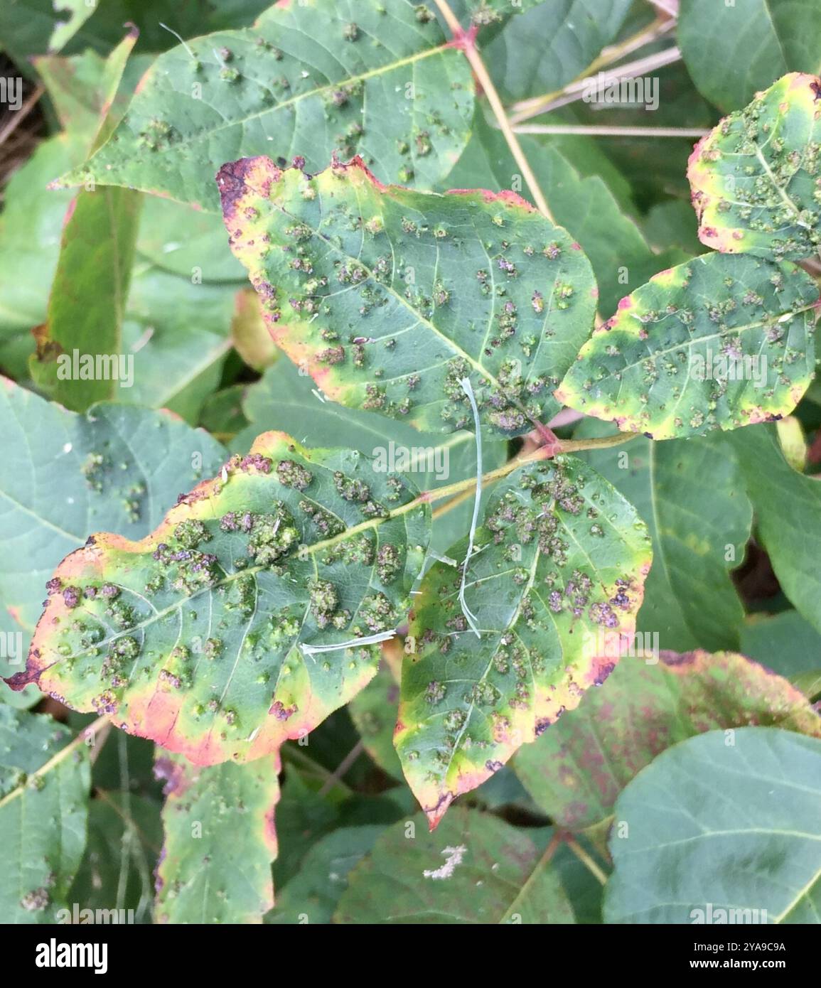 Poison Ivy Leaf Mite (Aculops rhois) Arachnida Stock Photo - Alamy