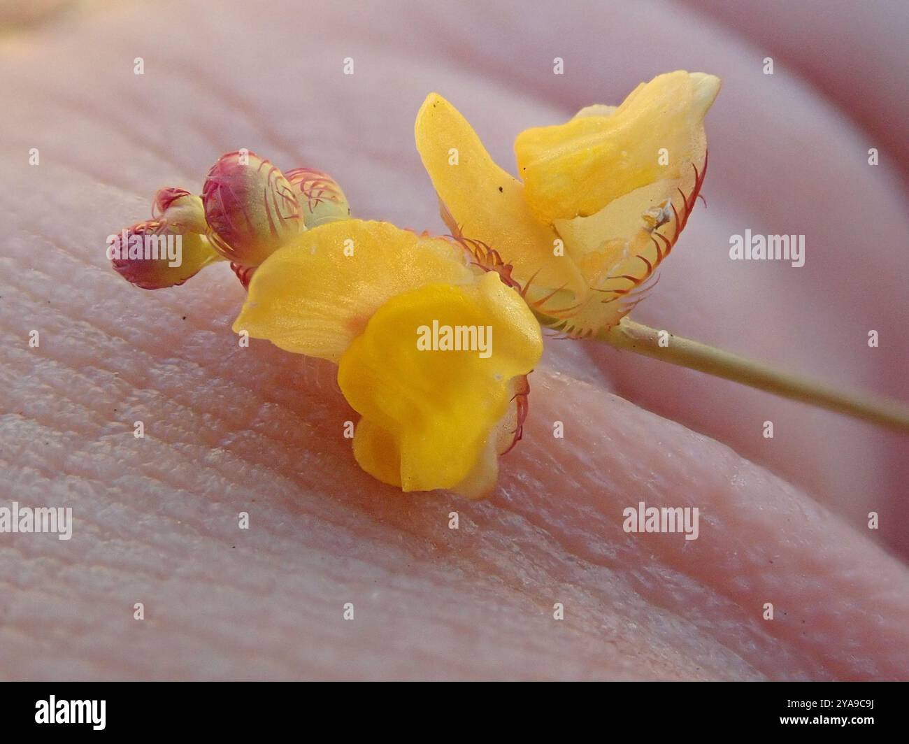Fringed Bladderwort (Utricularia simulans) Plantae Stock Photo - Alamy