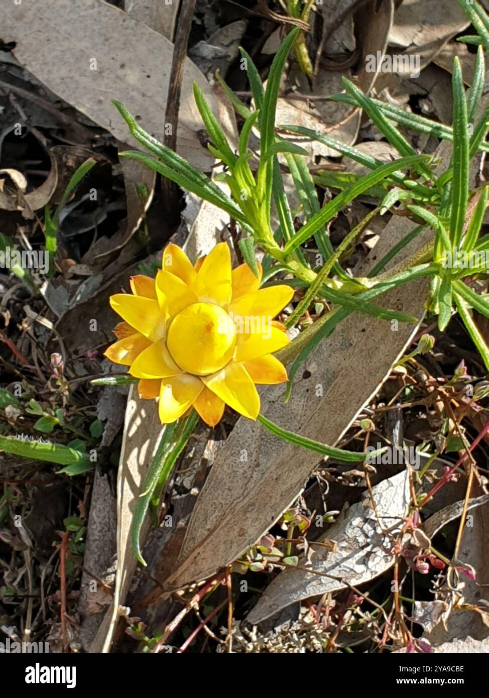 sticky everlasting (Xerochrysum viscosum) Plantae Stock Photo - Alamy