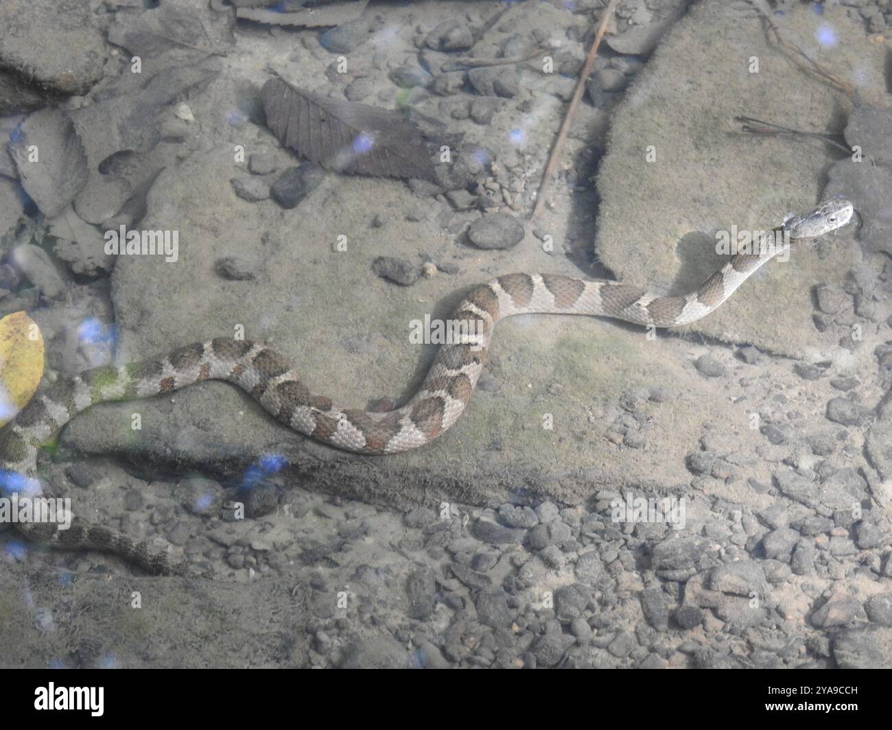 Common Watersnake (Nerodia sipedon) Reptilia Stock Photo - Alamy