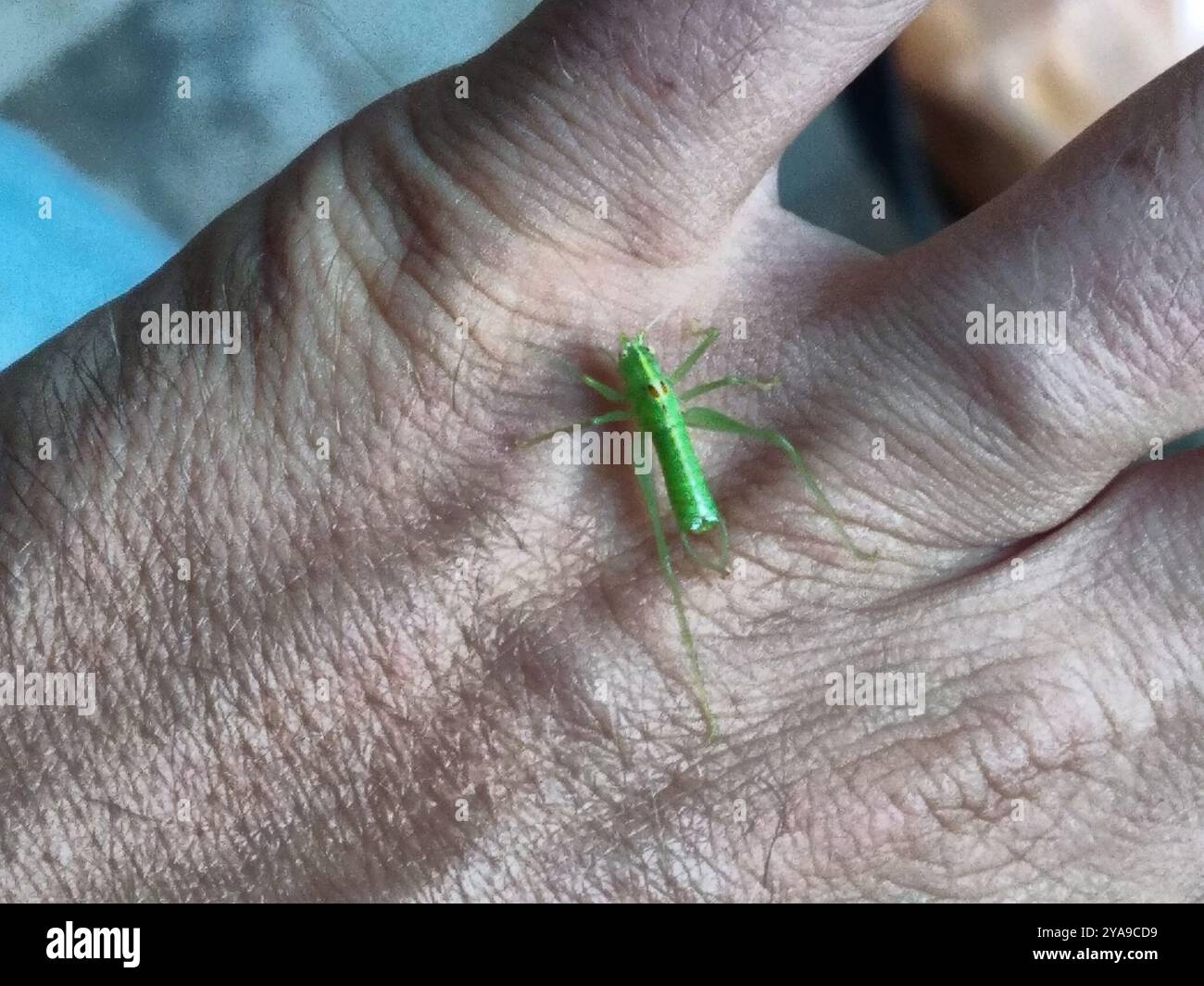 Southern Oak Bush-cricket (Meconema meridionale) Insecta Stock Photo ...