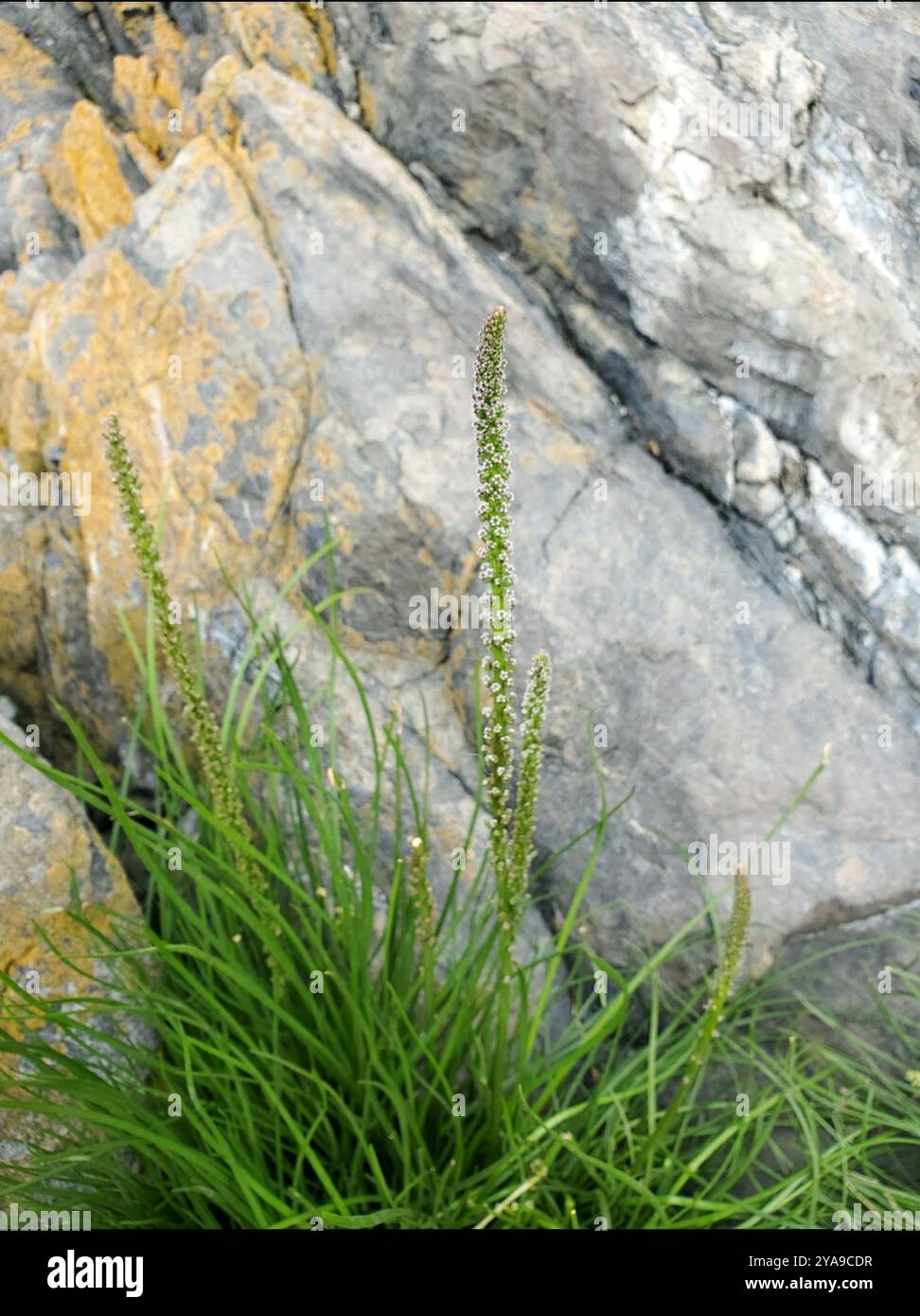 common arrowgrass (Triglochin maritima) Plantae Stock Photo - Alamy
