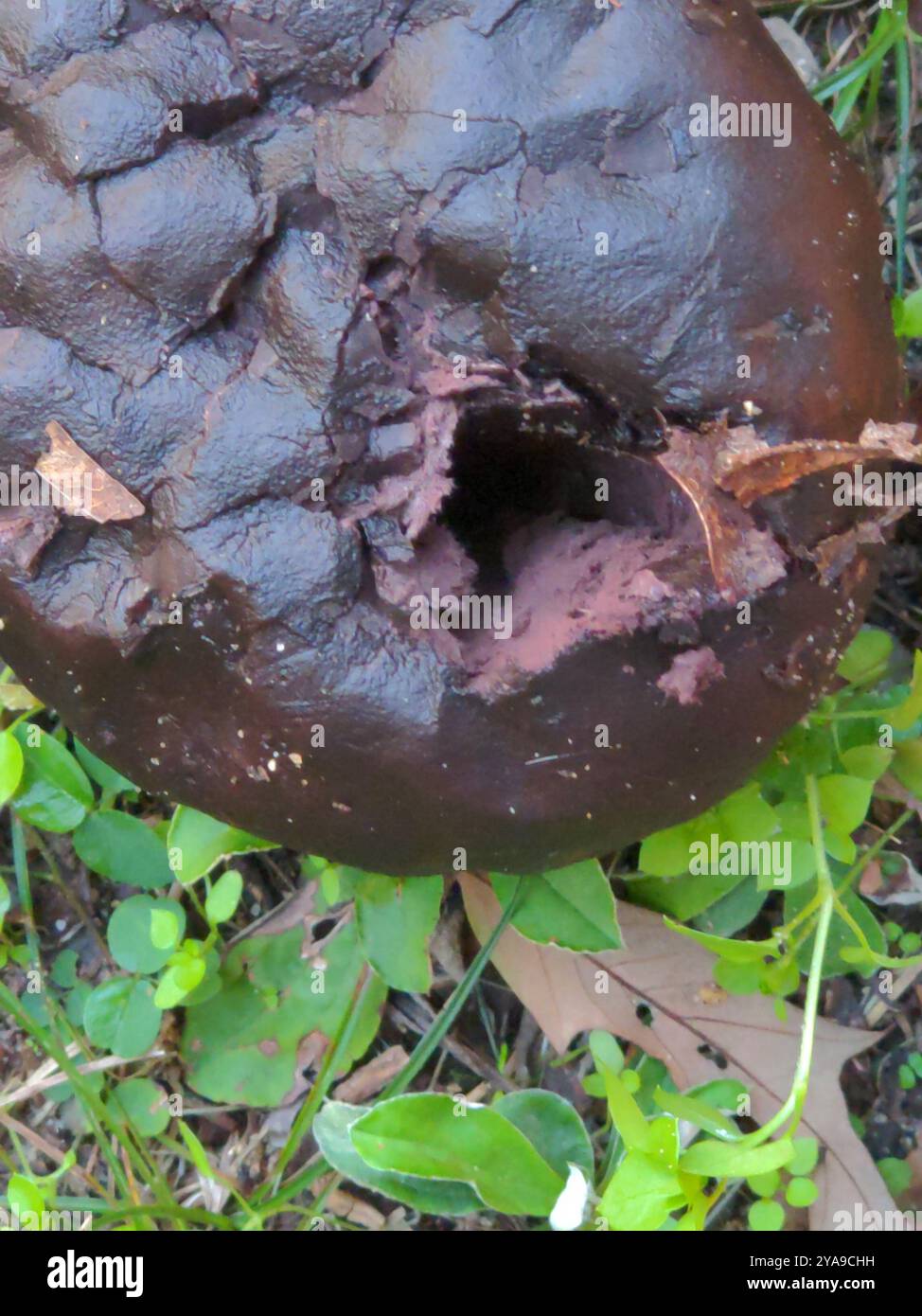Purple-spored Puffball (Calvatia cyathiformis) Fungi Stock Photo - Alamy