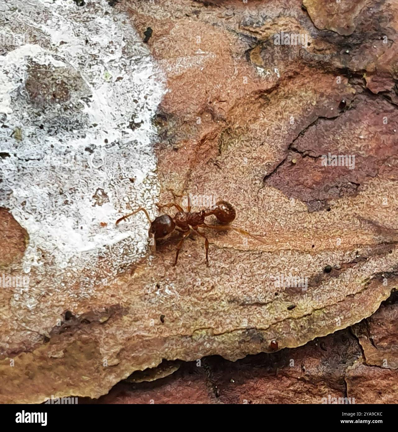 European fire ant (Myrmica rubra) Insecta Stock Photo - Alamy