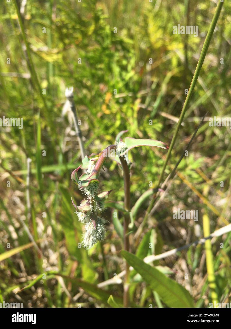 purple rattlesnake root (Nabalus racemosus) Plantae Stock Photo - Alamy