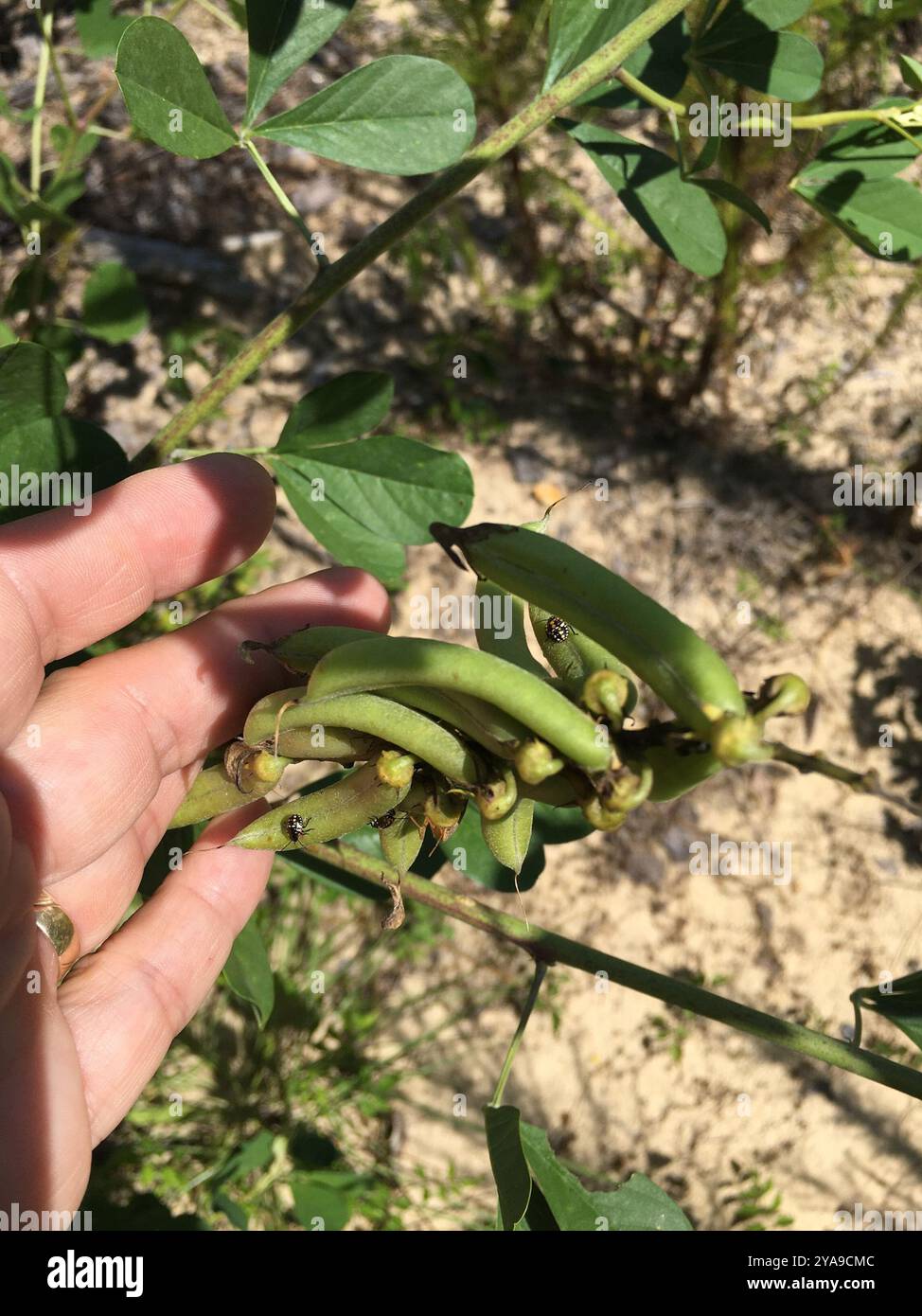 Streaked Rattlepod (Crotalaria pallida) Plantae Stock Photo - Alamy