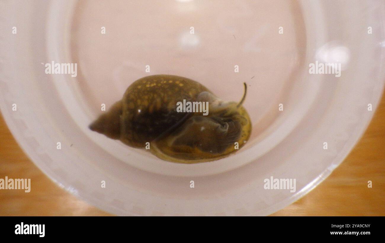 Bladder Snails (Physidae) Mollusca Stock Photo - Alamy