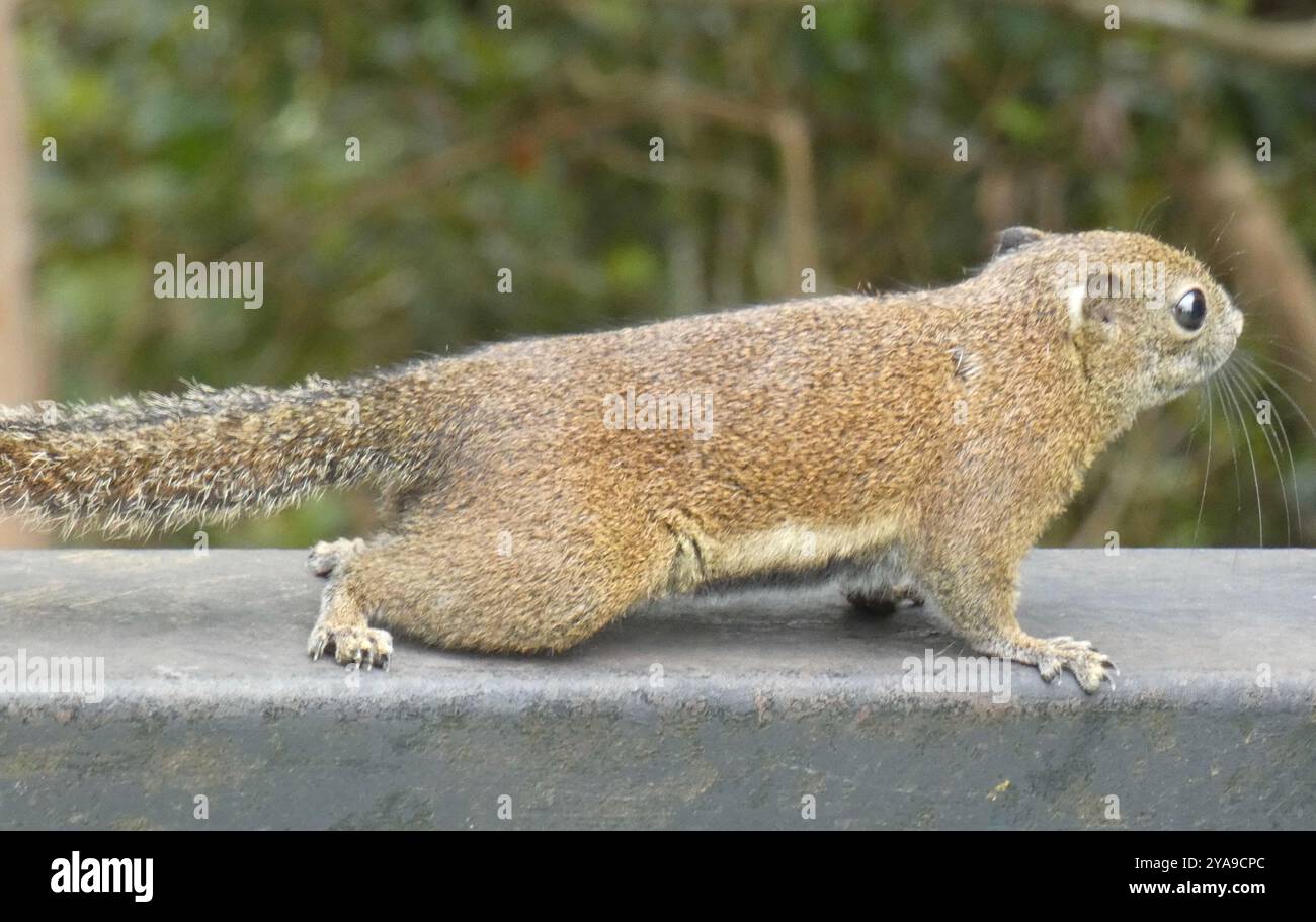 Borneo Black-banded Squirrel (Callosciurus orestes) Mammalia Stock ...