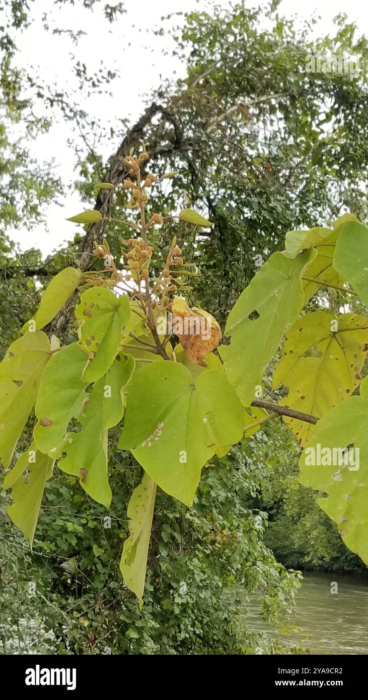 princess tree (Paulownia tomentosa) Plantae Stock Photo - Alamy
