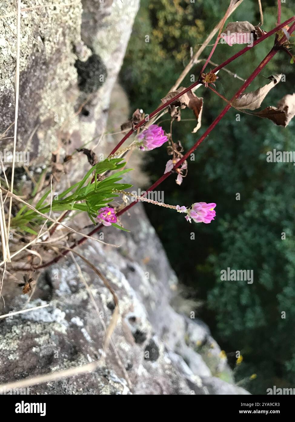 field milkwort (Senega sanguinea) Plantae Stock Photo - Alamy