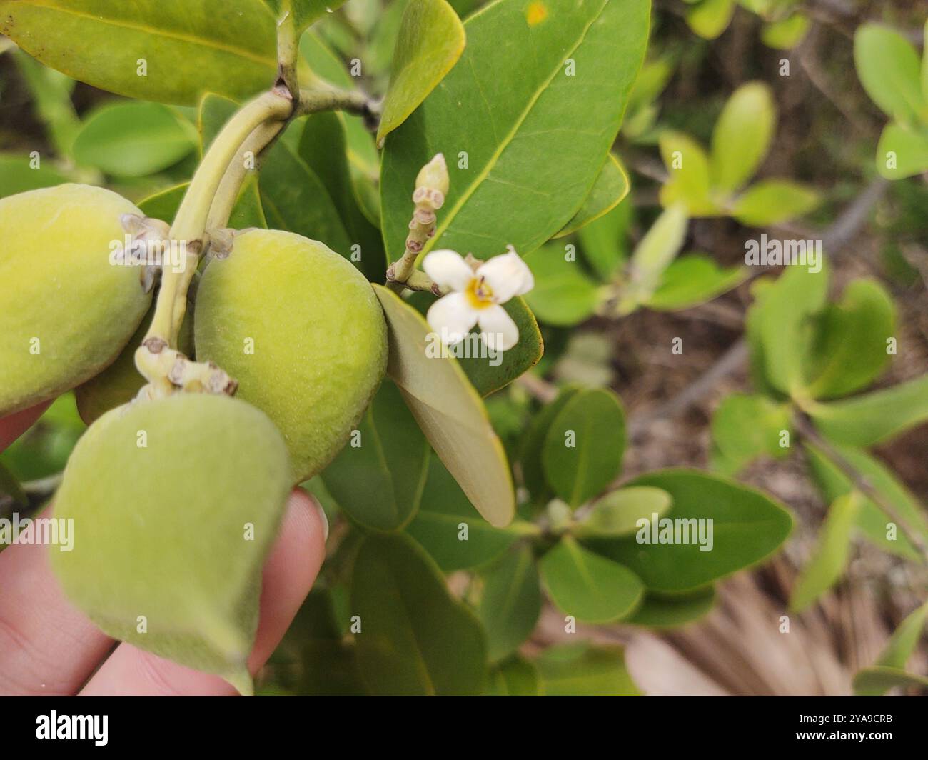 black mangrove (Avicennia germinans) Plantae Stock Photo - Alamy