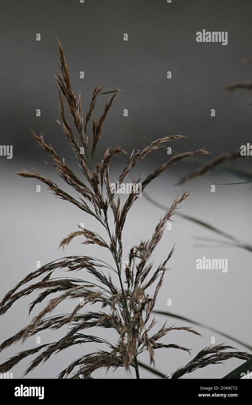 European reed (Phragmites australis australis) Plantae Stock Photo - Alamy