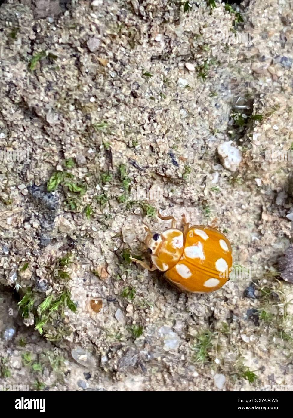 Little Arboreal Lady Beetle (Calvia decemguttata) Insecta Stock Photo ...