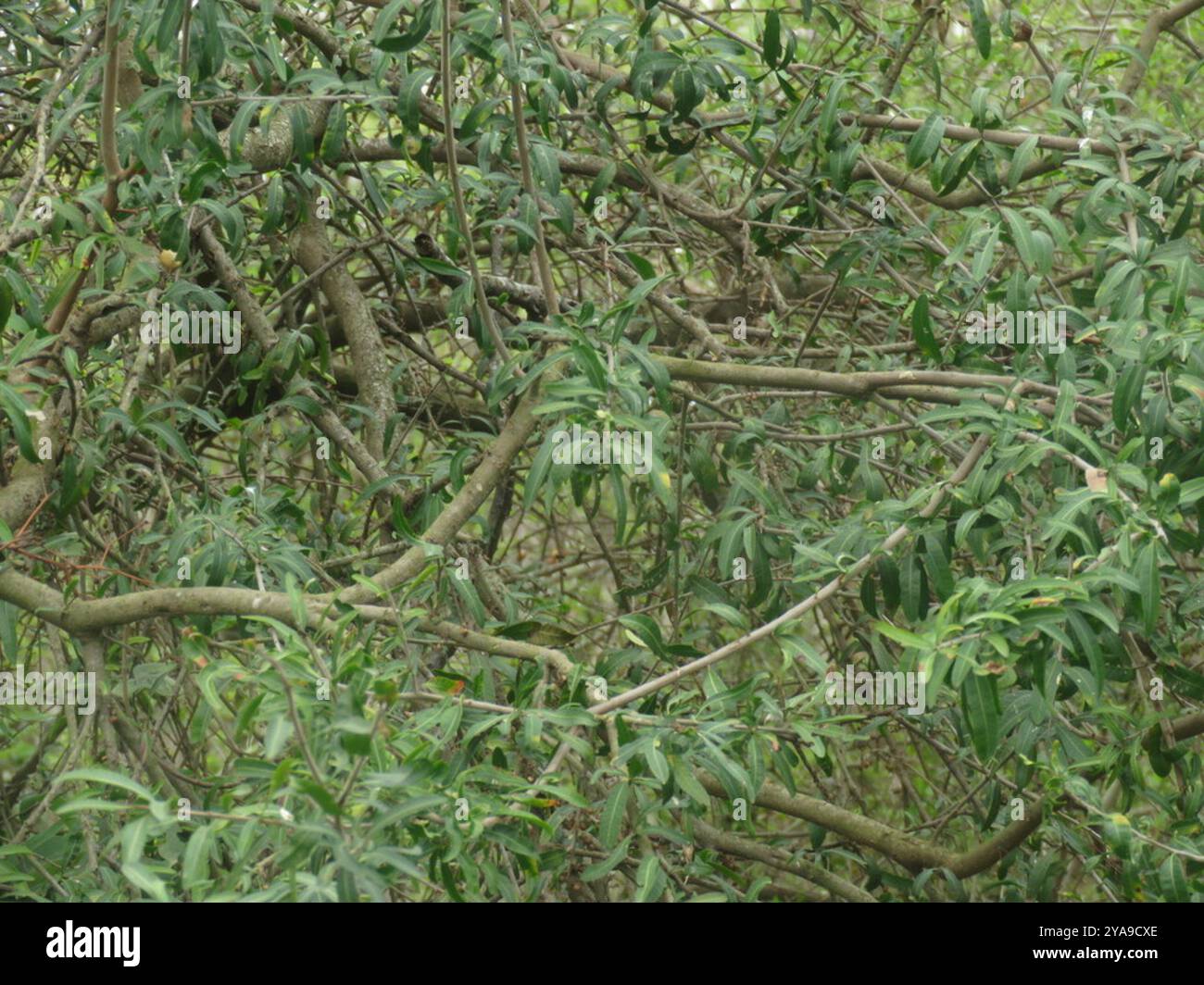 (Sapium haematospermum) Plantae Stock Photo - Alamy