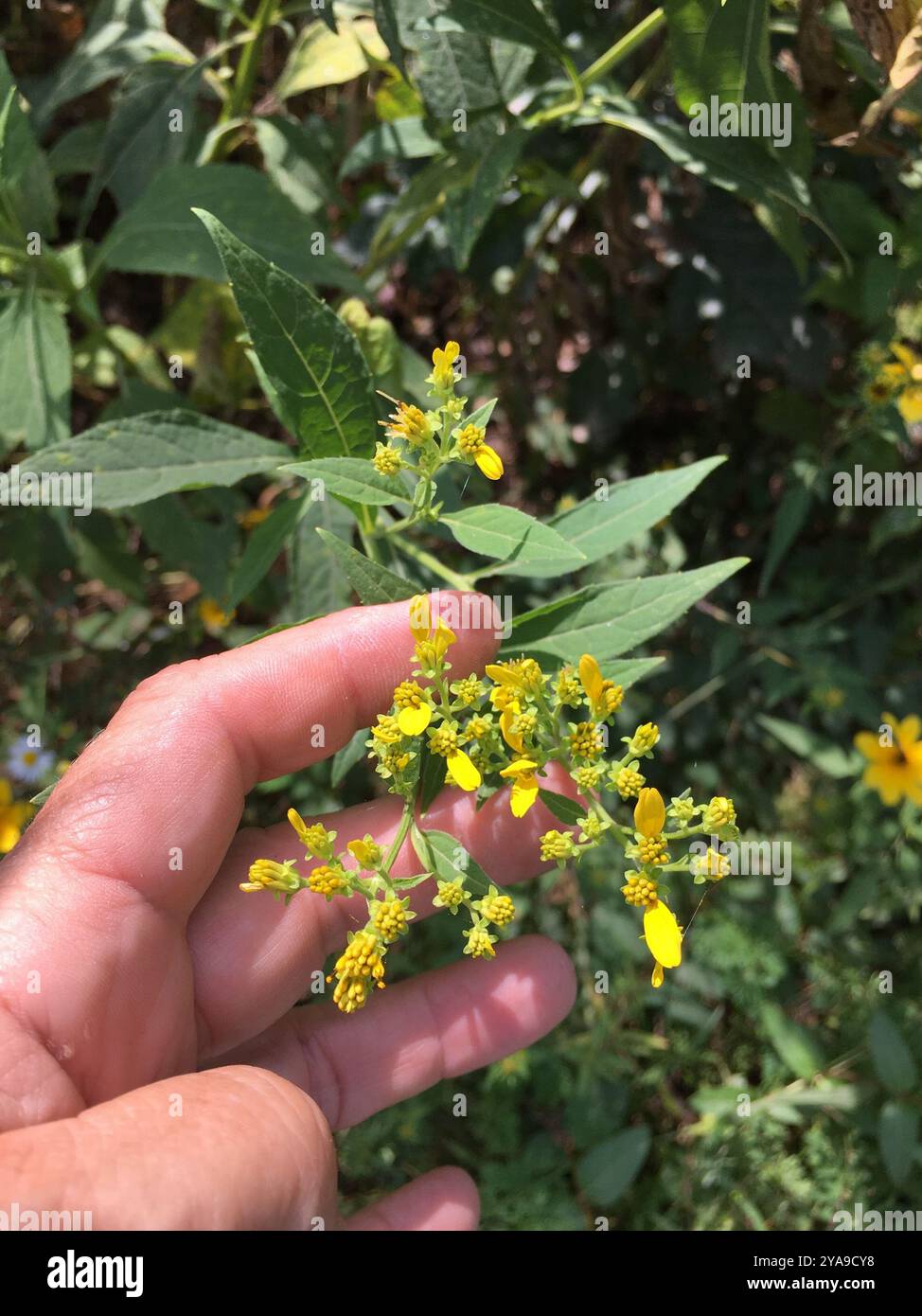 Yellow Crownbeard (Verbesina occidentalis) Plantae Stock Photo - Alamy