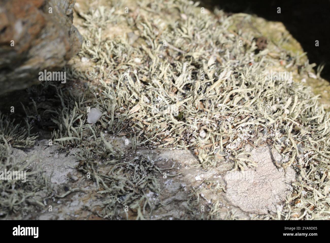 Sea Ivory (Ramalina siliquosa) Fungi Stock Photo - Alamy