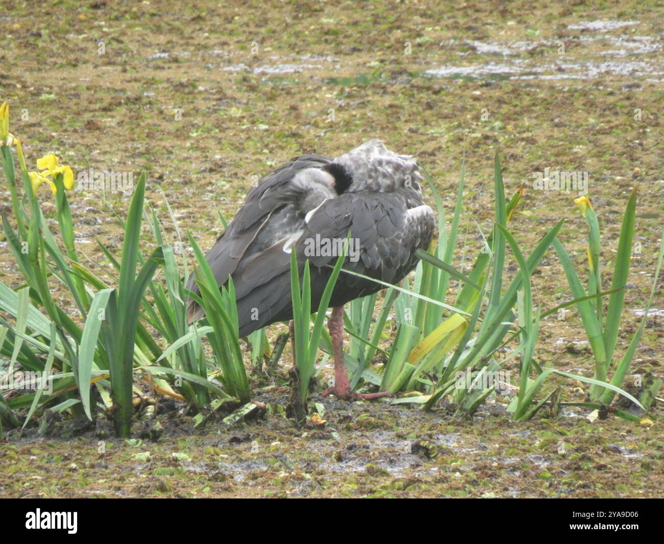 Southern Screamer (Chauna torquata) Aves Stock Photo - Alamy