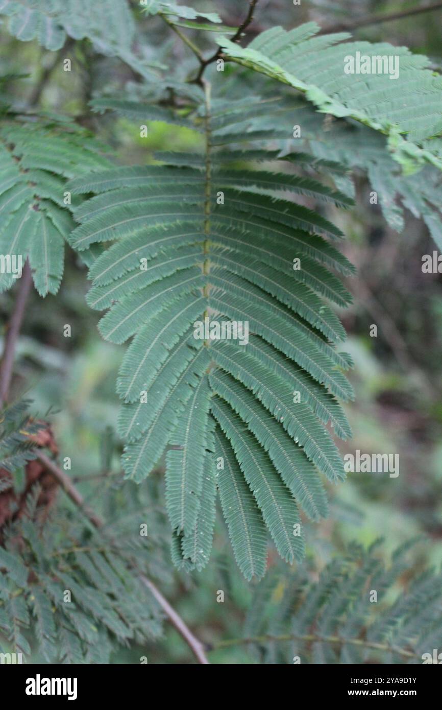 tree calliandra (Calliandra houstoniana) Plantae Stock Photo - Alamy