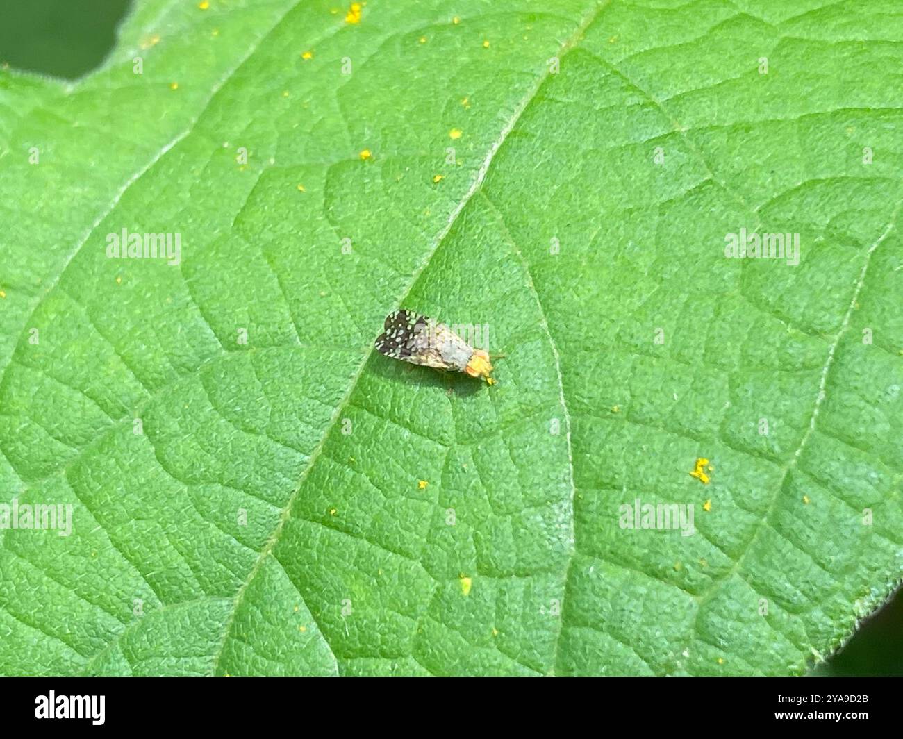 Sunflower Seed Maggot (Neotephritis finalis) Insecta Stock Photo - Alamy